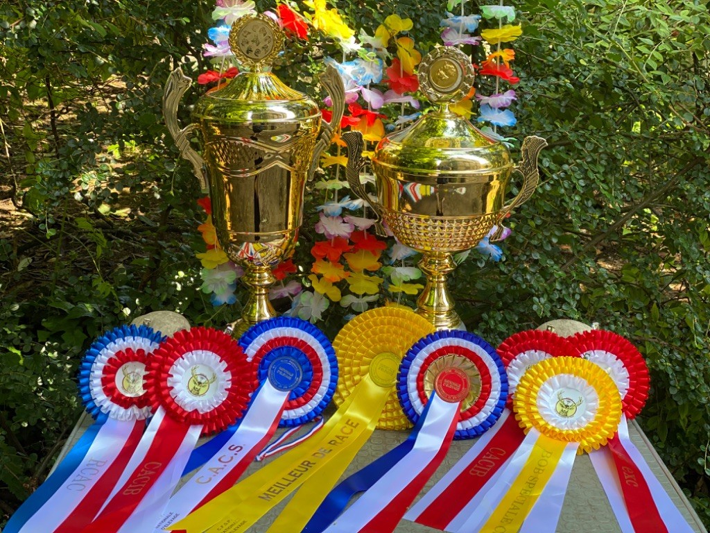 Accueil - Elevage Des Bavarois Des Champs Elysées - eleveur de chiens ...